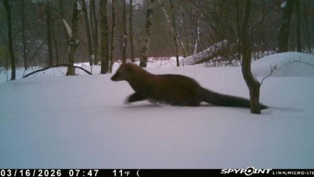 Is it a bird? Is it a plane? Is it a very large weasel?….. well kind of ...